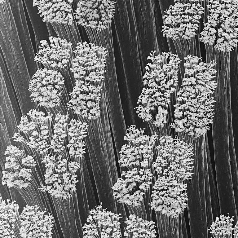 The world under the microscope - iNEWS
