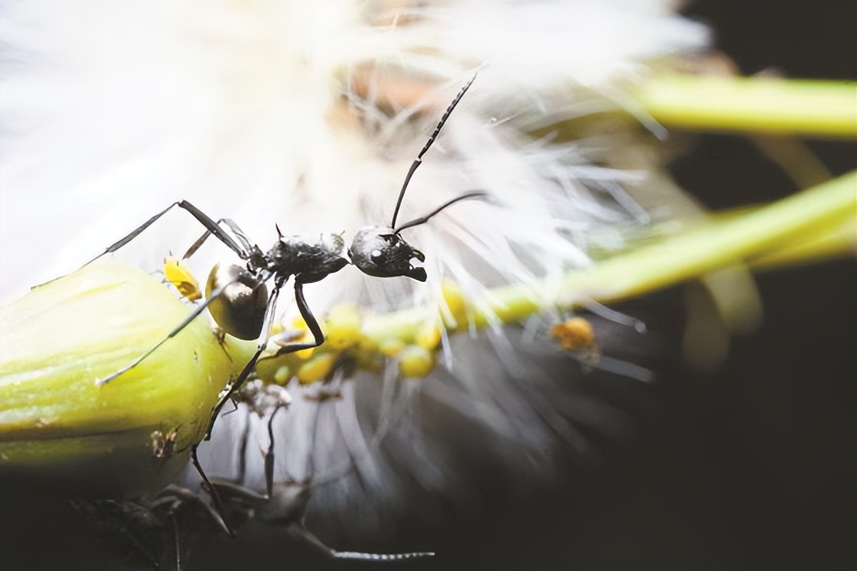 Double-toothed Spiny Ants: The "House-Building Demon" among the ...