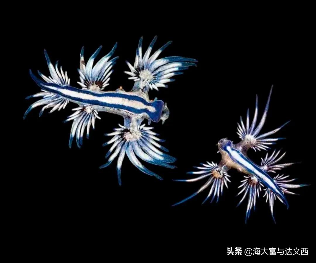 Inventory of strange-looking earth creatures that resemble "alien ...