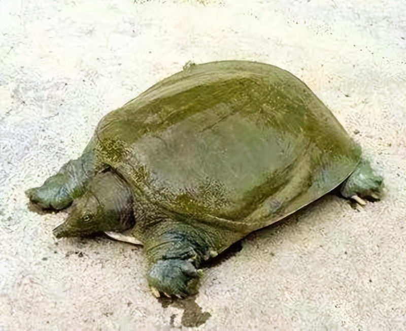 Common anti-cancer traditional Chinese medicine - turtle shell ...