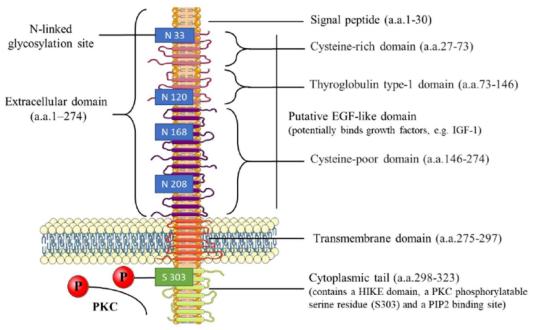 Pan-cancer target new star - TROP2 - iNEWS