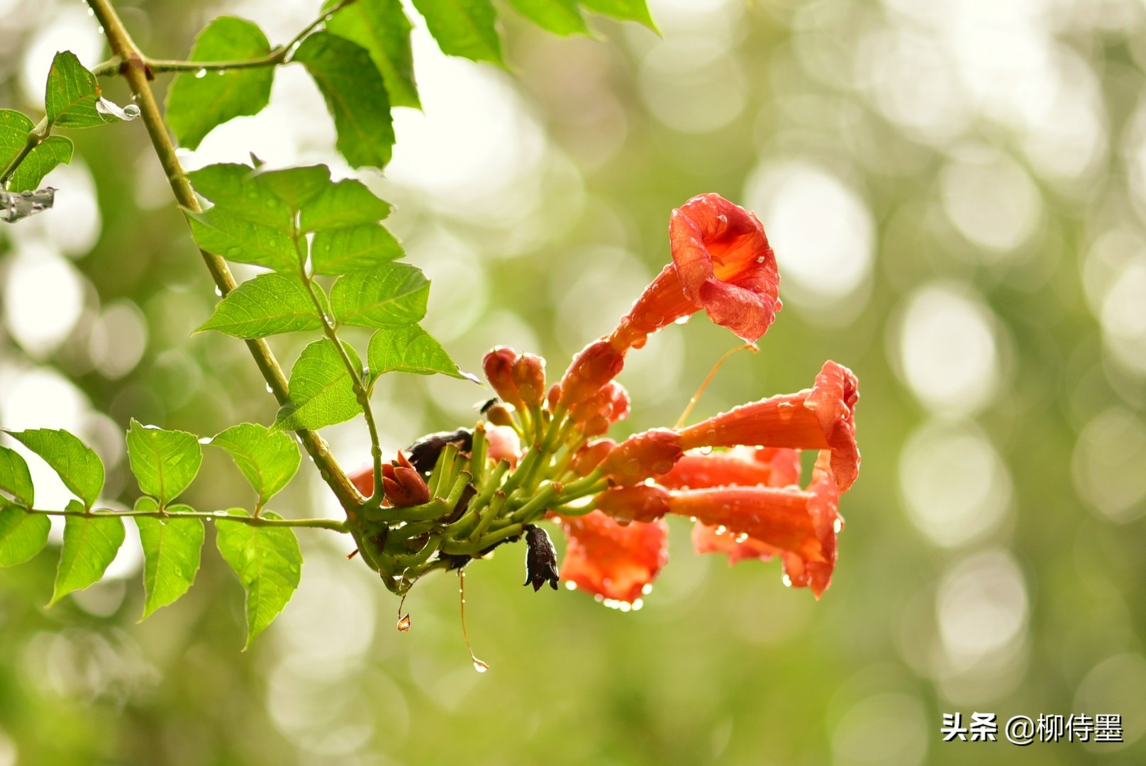 Are the flowers "tasteless"?Learn 5 photography methods to make your ...