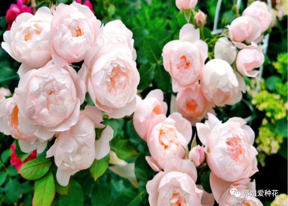 10 kinds of "rain-resistant" roses, which one do you have? - iNEWS