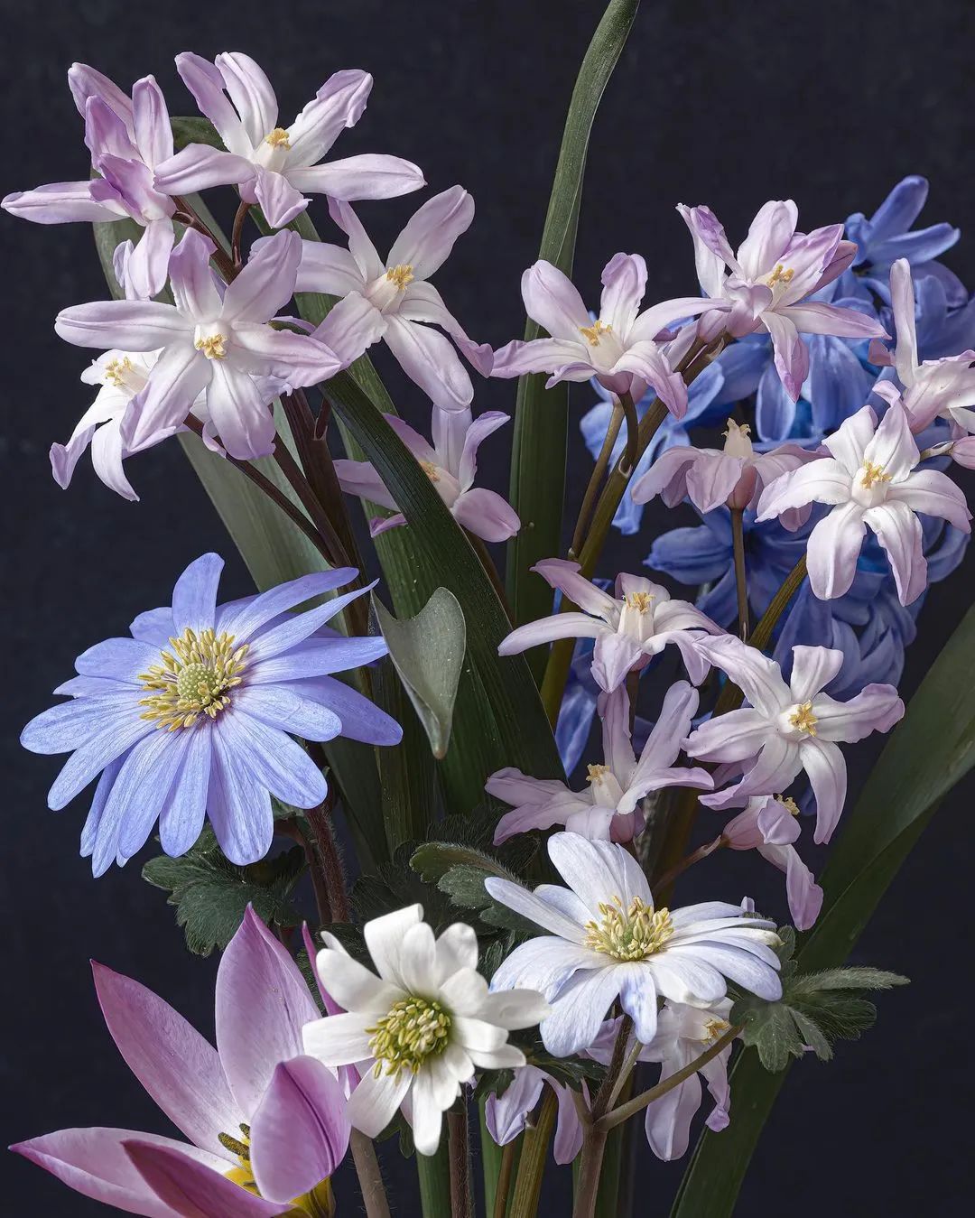 Countless flowers, countless beauty - iNEWS