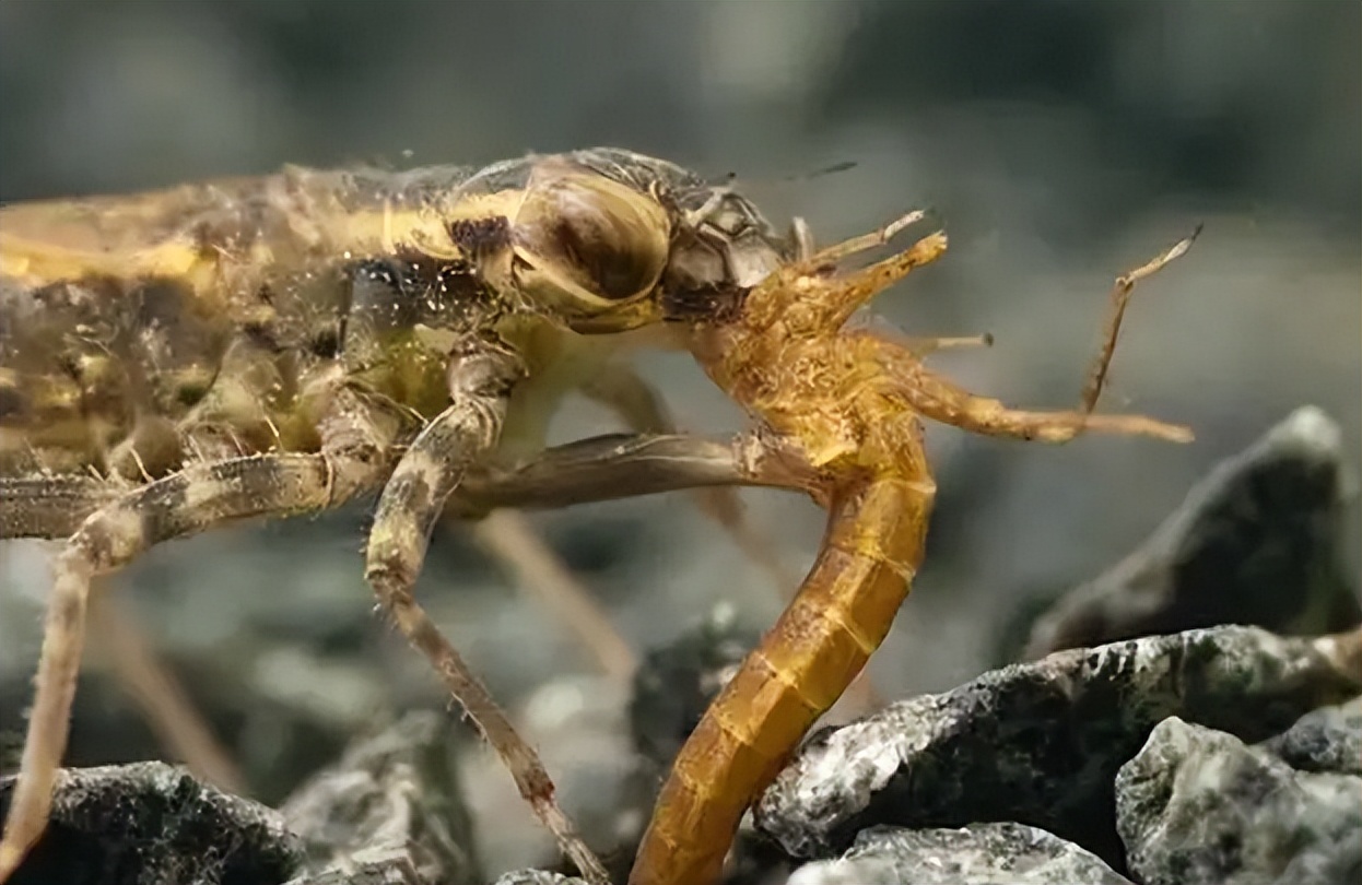 Water Hyde: Ferocious Predator, Alien Prototype, Dragonfly Larvae - iNEWS
