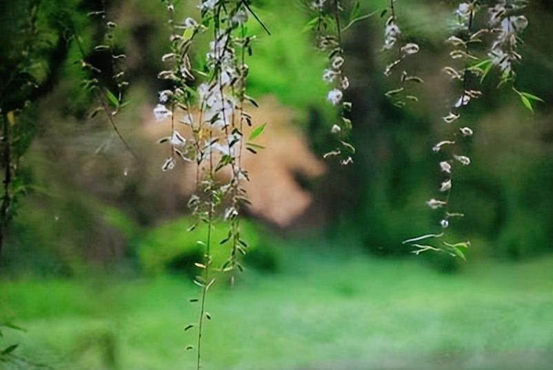It's the catkin flying season again, 11 most beautiful catkin poems ...