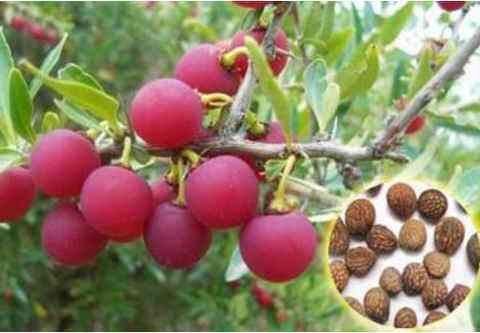 Research on ancient and modern Chinese medicine: Rui Ren - iNEWS