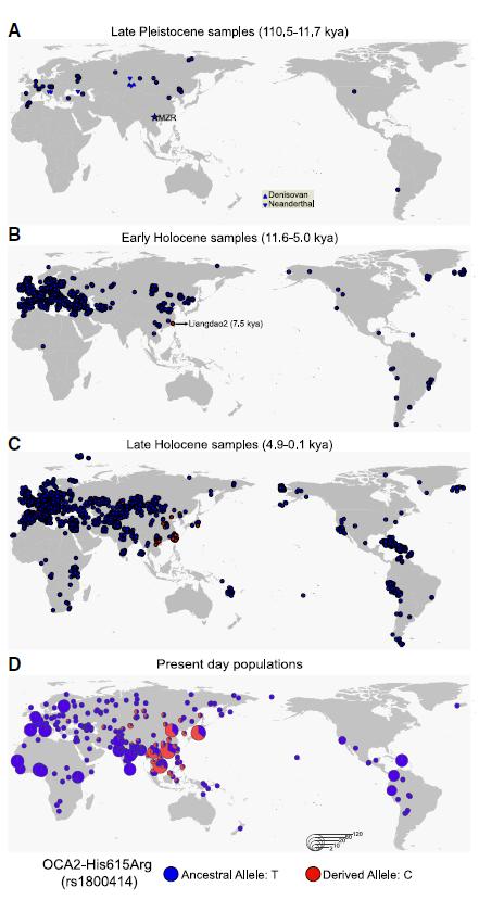 Mengzi fossil DNA reveals: East Asians had straight hair 30,000 years ...