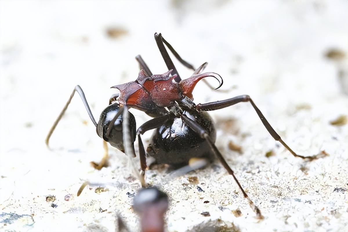 Double-toothed Spiny Ants: The "House-Building Demon" among the ...