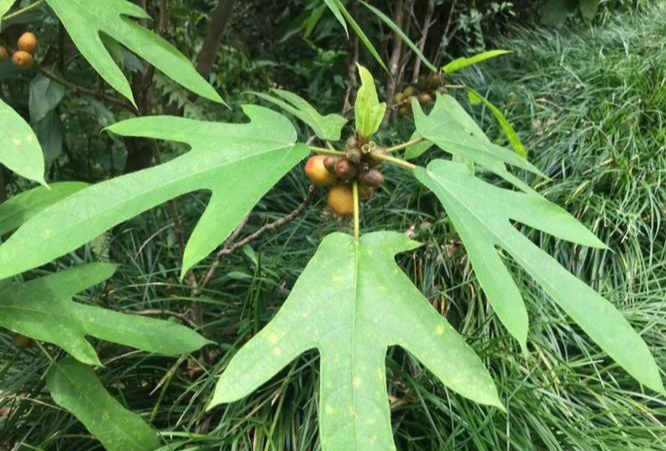 What kind of plant is the five-fingered peach? - iNEWS