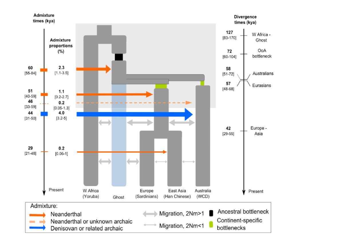The genetic history of Australian Aboriginal people - iNEWS