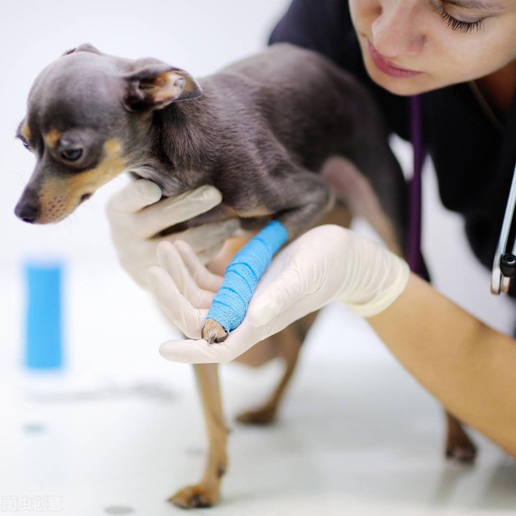How is Kala-azar in Dogs Treated?The etiology and physiological ...