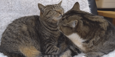 Why do male cats have to grow barbs to scratch females?What is the ...