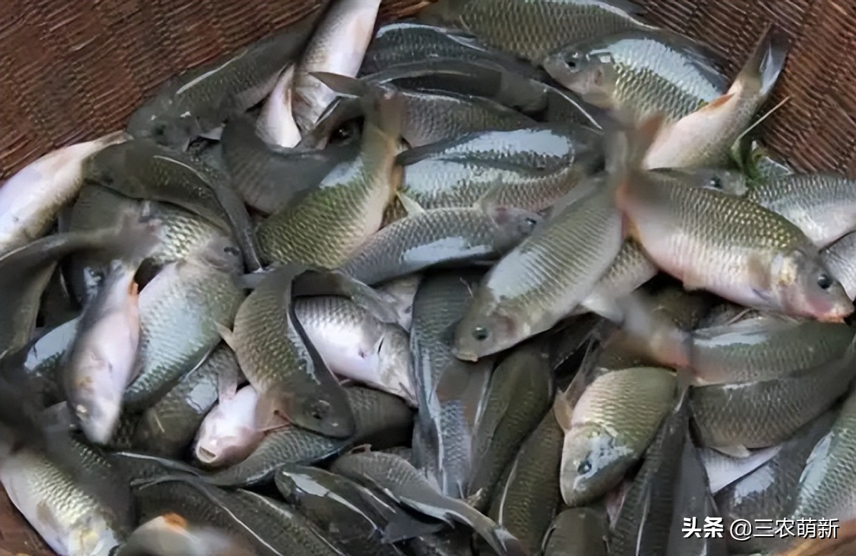 These 6 kinds of river fish, which were often caught by the river in ...