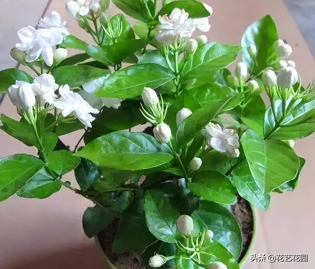 3 kinds of flowers that are always "jealous", "eat 1 catty" every 1 ...