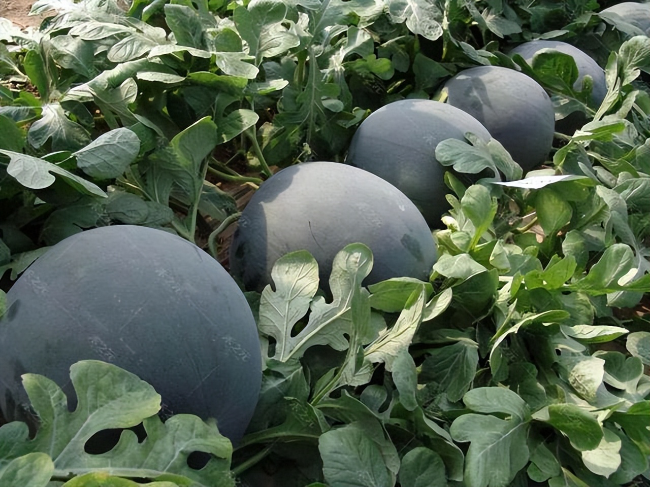 20 years ago, 20 cents a pound of black skin melon was all the rage and ...