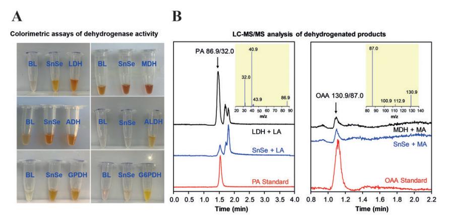 Li Ruibin's group discovered a new type of nanozyme - iNEWS