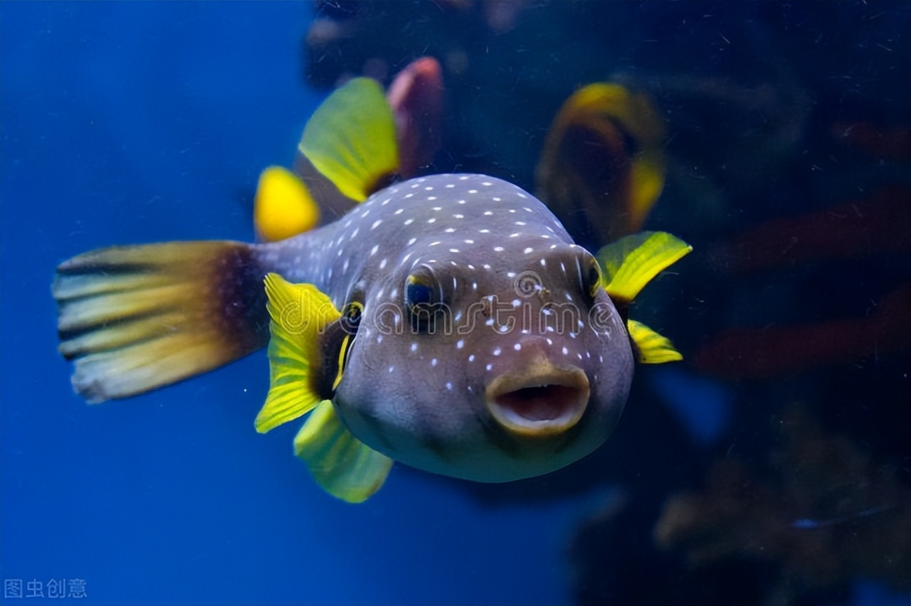 Fugu looks cute and tastes delicious - iNEWS