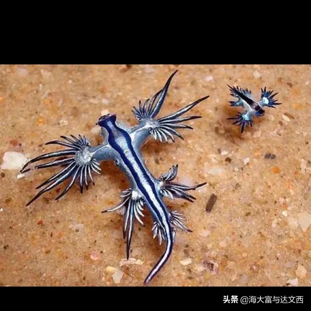 Inventory of strange-looking earth creatures that resemble "alien ...