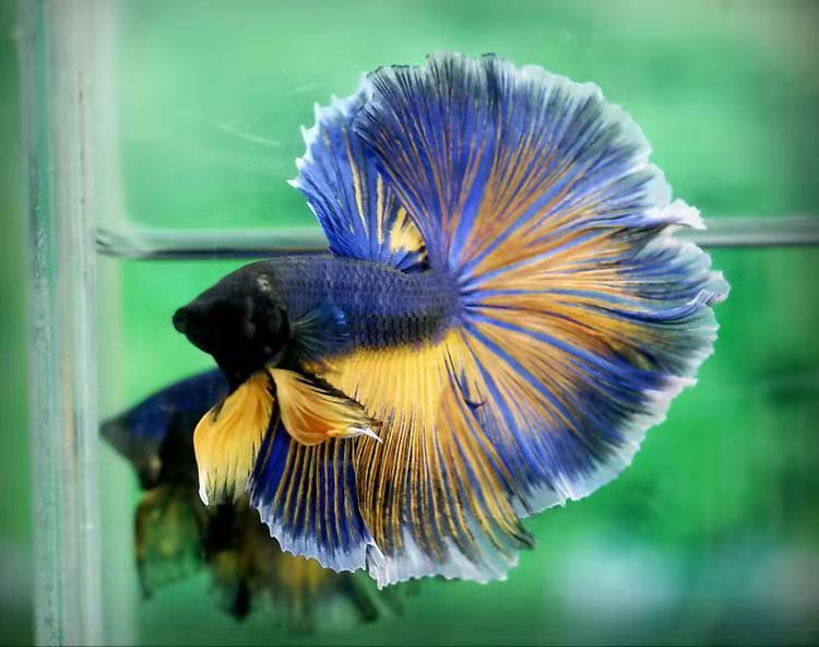 Is it good to keep only one fish in a fish tank? Is there any ...