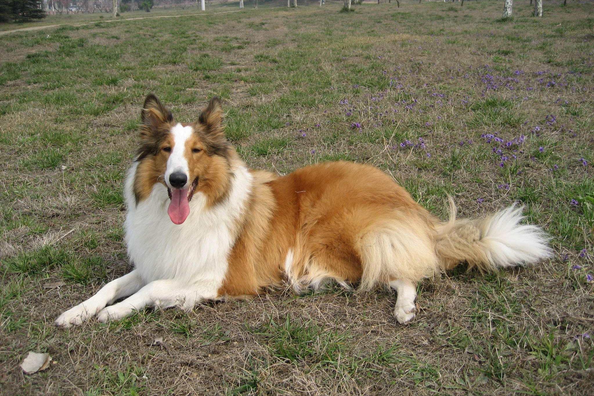 Why are so many Collie Sheepdogs raised?Cute and clingy, it's hard not ...