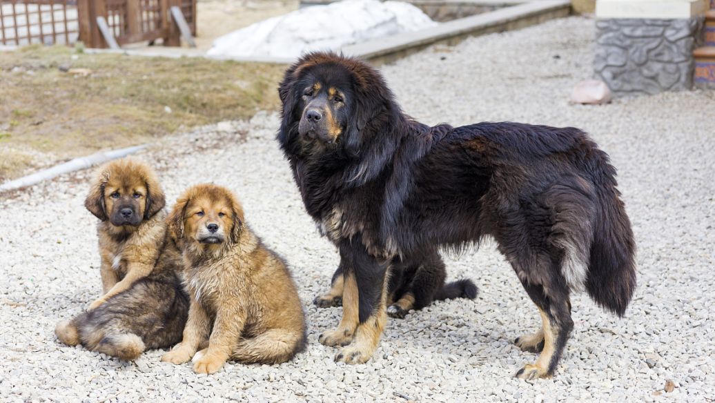 Tibetan Mastiff and Kangao Dog, two large beasts, who can win the ...