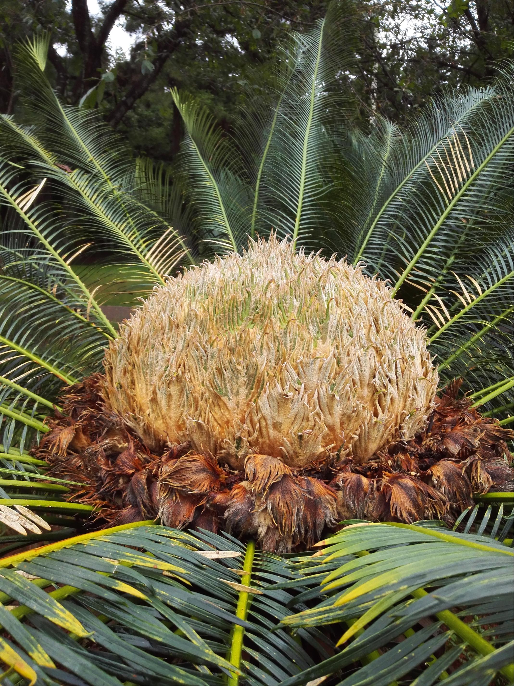 On the cover of Nature Plants!'Living fossil' cycad genome map released ...