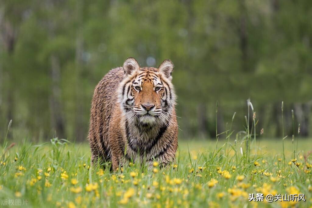 In "Tigers have three sons, there must be a Biao", what is "Biao"?Is ...