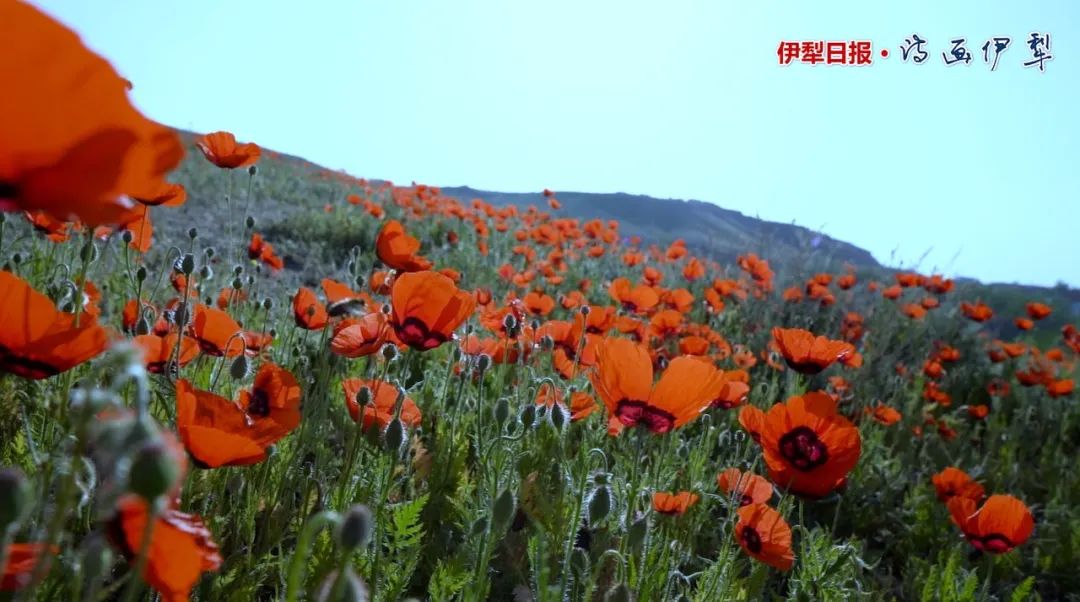 Spring view of Yili·Tianshan safflower - iNEWS
