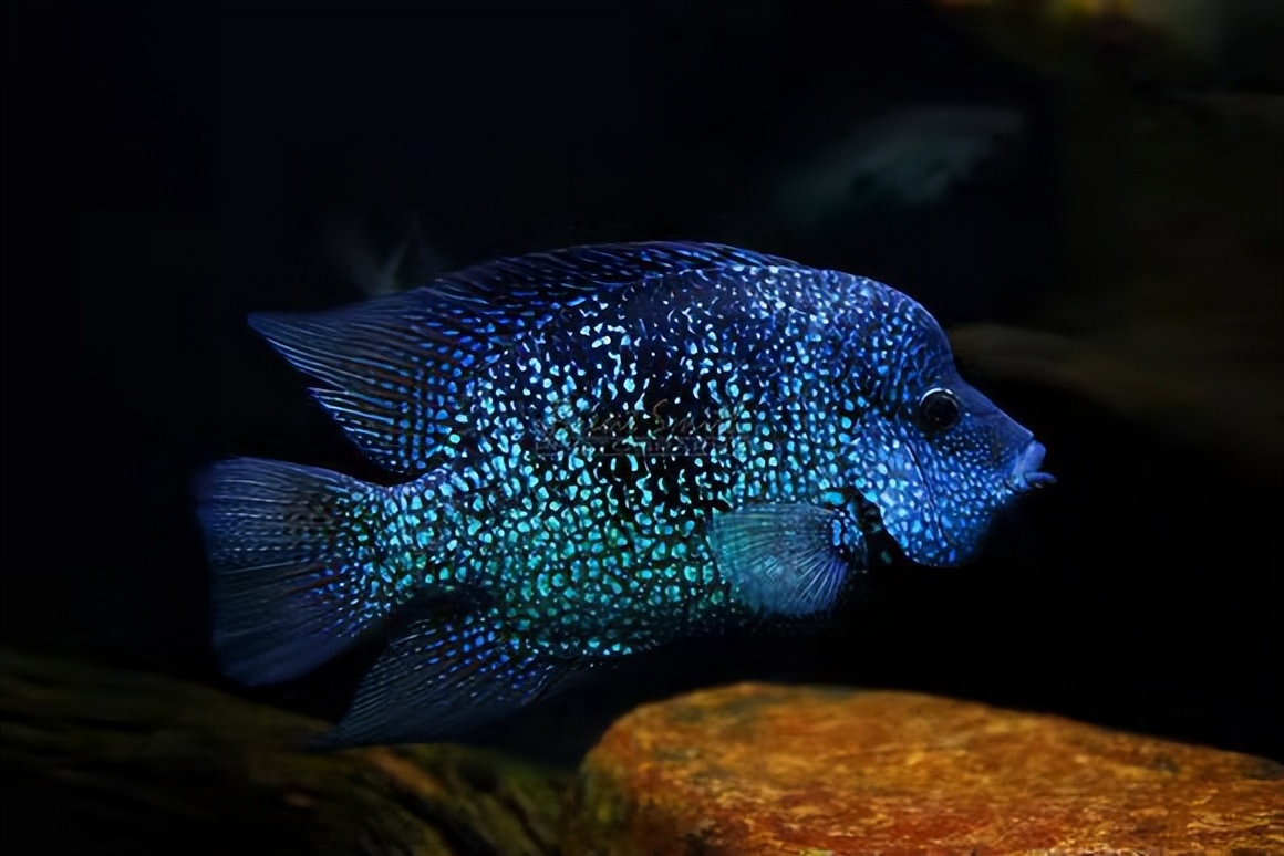 Is it good to keep only one fish in a fish tank? Is there any ...