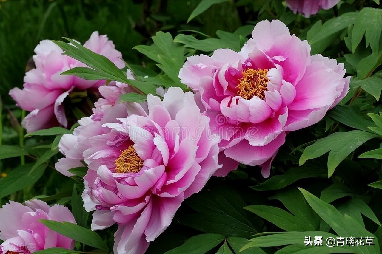 Beautify your life and feng shui, these 10 kinds of "auspicious flowers ...