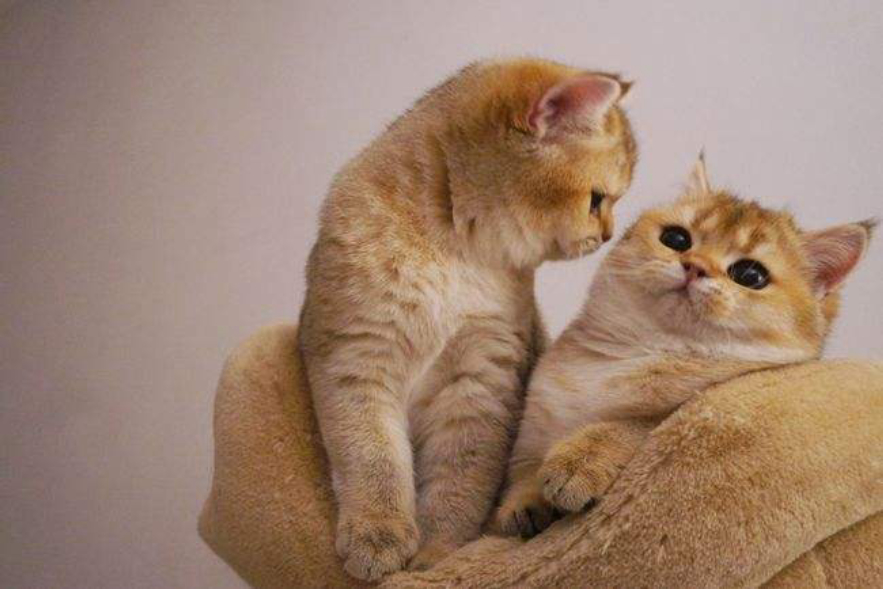 Why do male cats have to grow barbs to scratch females?What is the ...