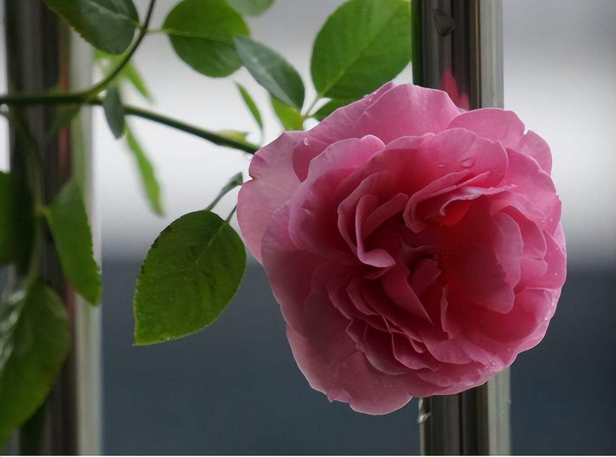 There are many varieties of Eve roses, these 5 are good-looking and ...