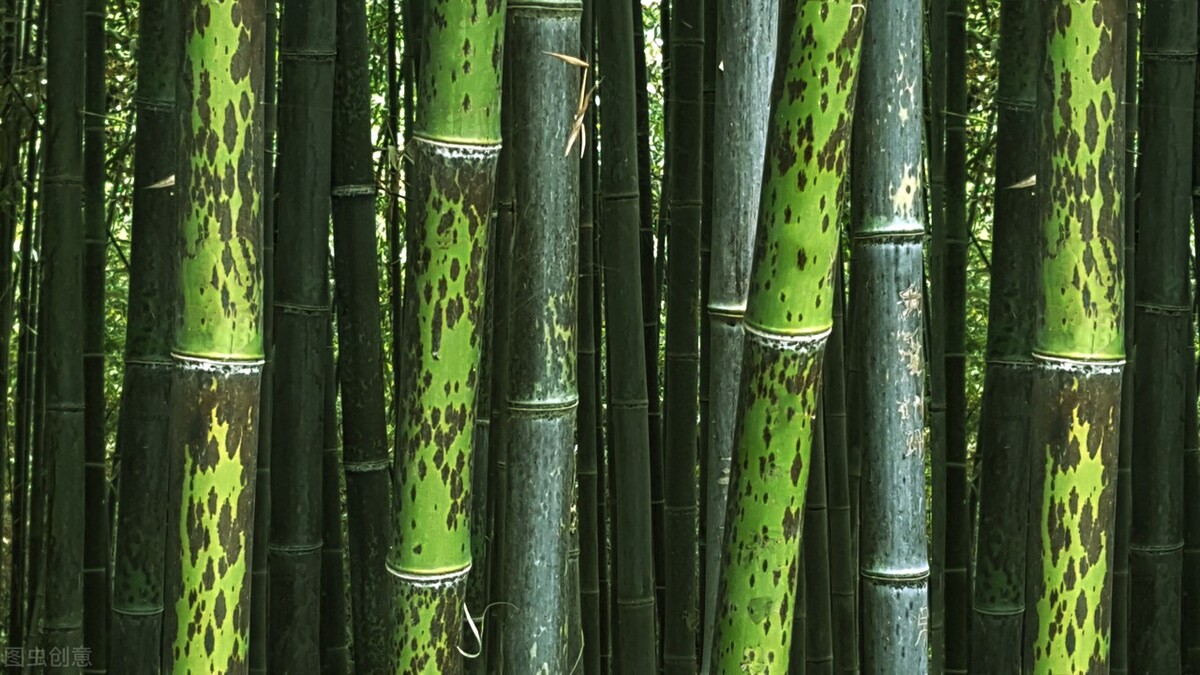 Dan Qing painted Junshan - from reality to romance - iNEWS