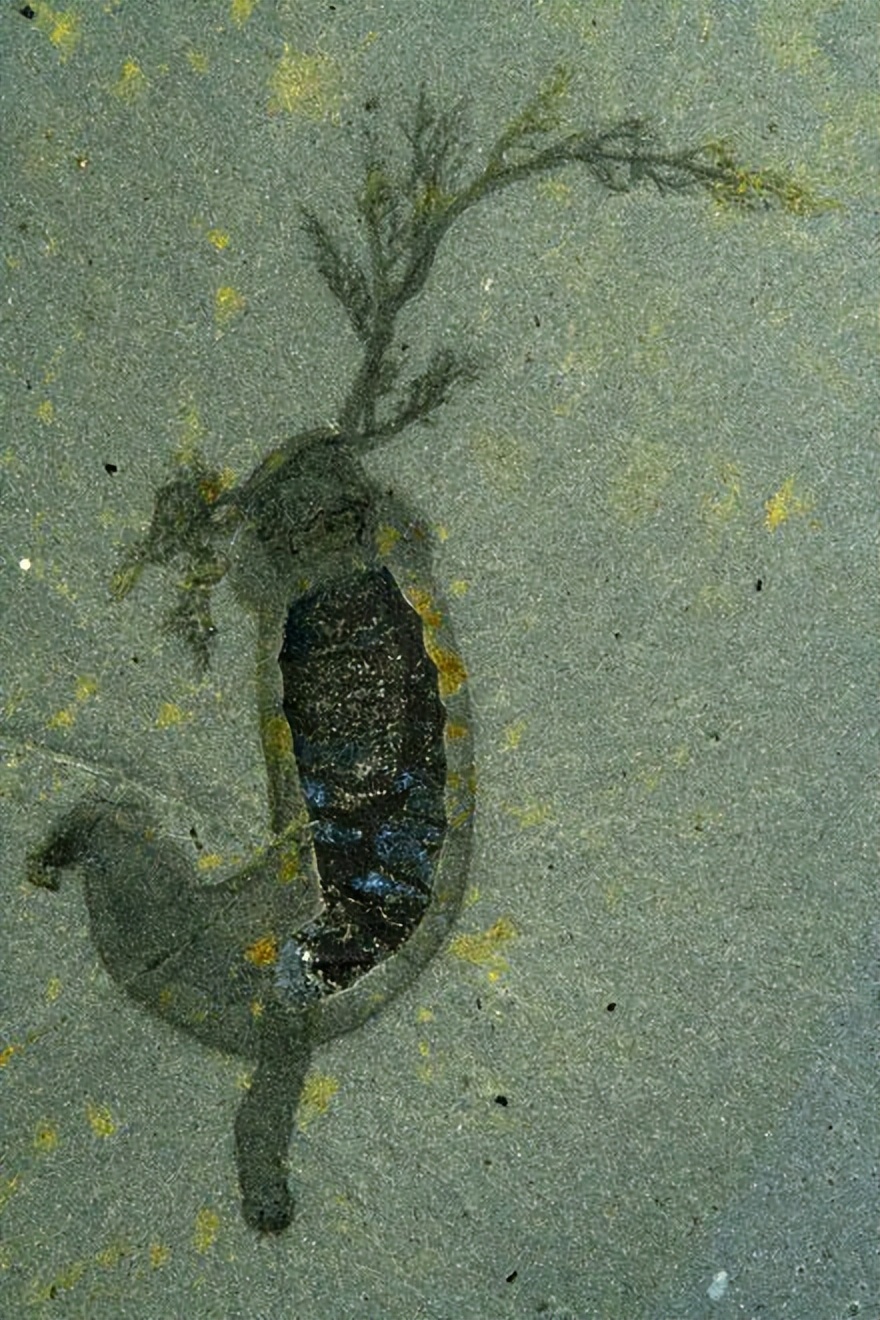 Magical Paleontology - Paleontology Sharing - iNEWS