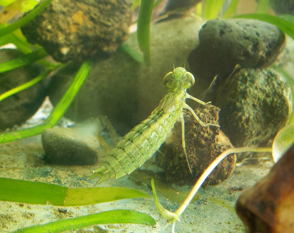 Water Hyde: Ferocious Predator, Alien Prototype, Dragonfly Larvae - iNEWS