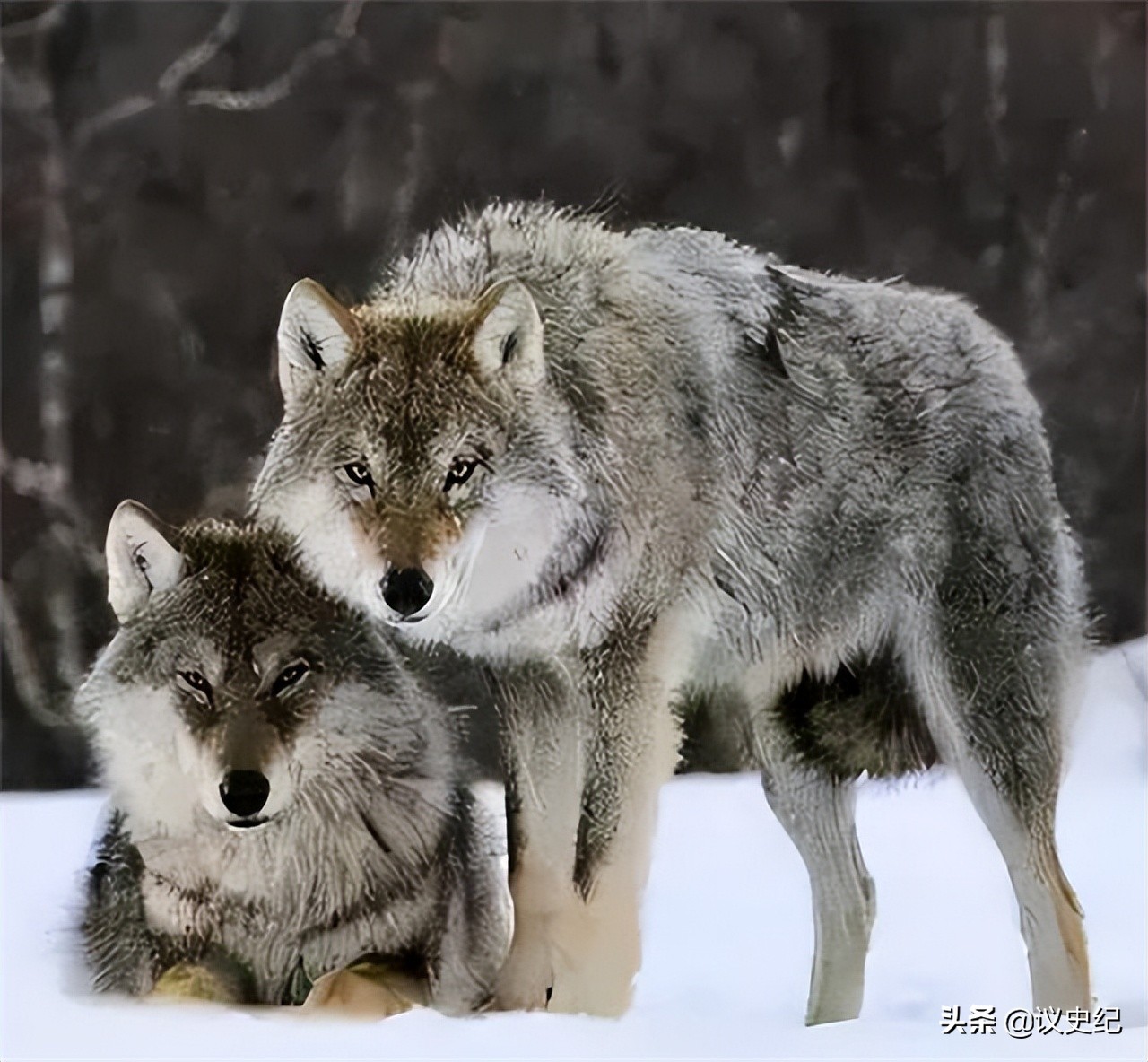 The frontier warriors saved a litter of wolf cubs. The wolves repaid ...
