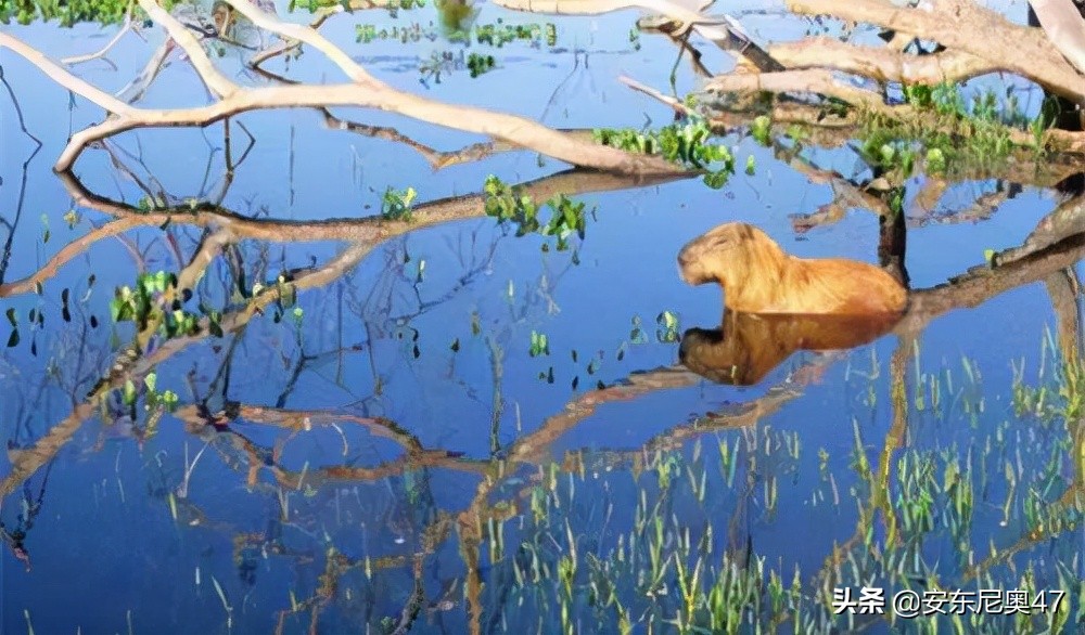 The largest swamp in the world, once you step into the swamp, the ...