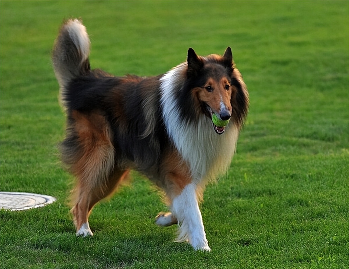 Why are so many Collie Sheepdogs raised?Cute and clingy, it's hard not ...