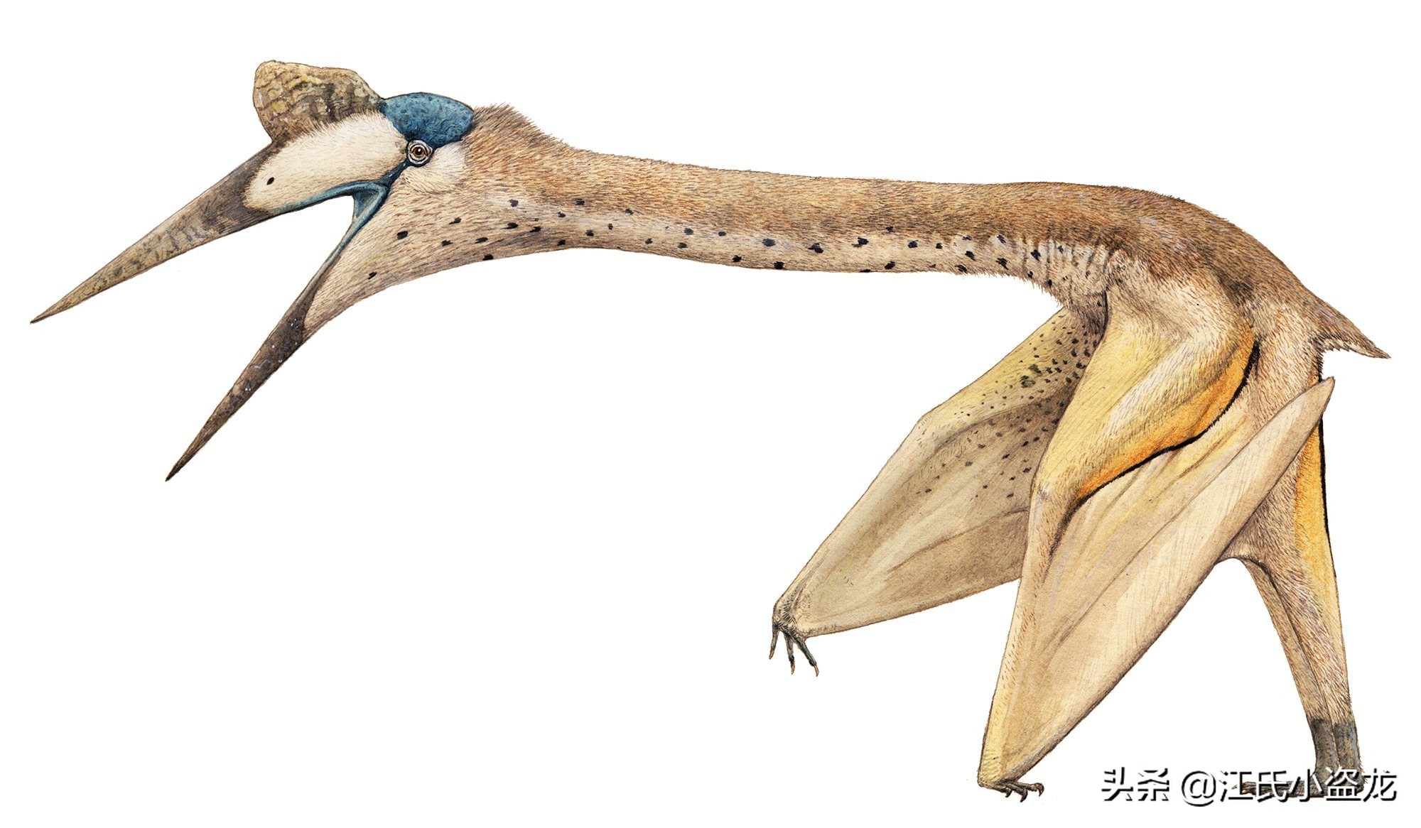 How many species of pterosaurs have paleontologists named in 2021? - iNEWS
