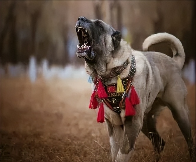 Tibetan Mastiff and Kangao Dog, two large beasts, who can win the ...