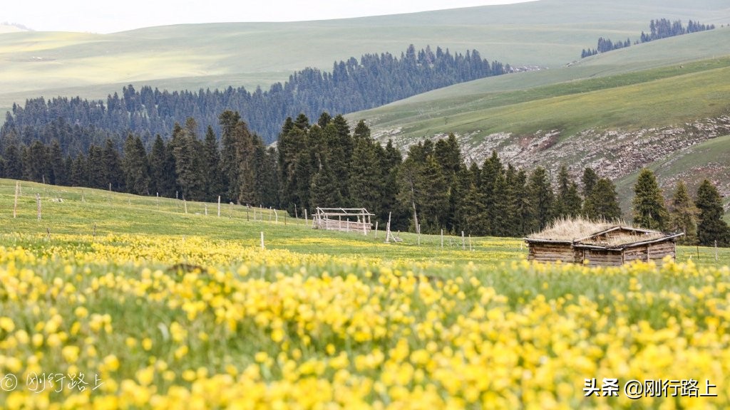 The Kalajun prairie in summer is an extremely romantic summer resort ...