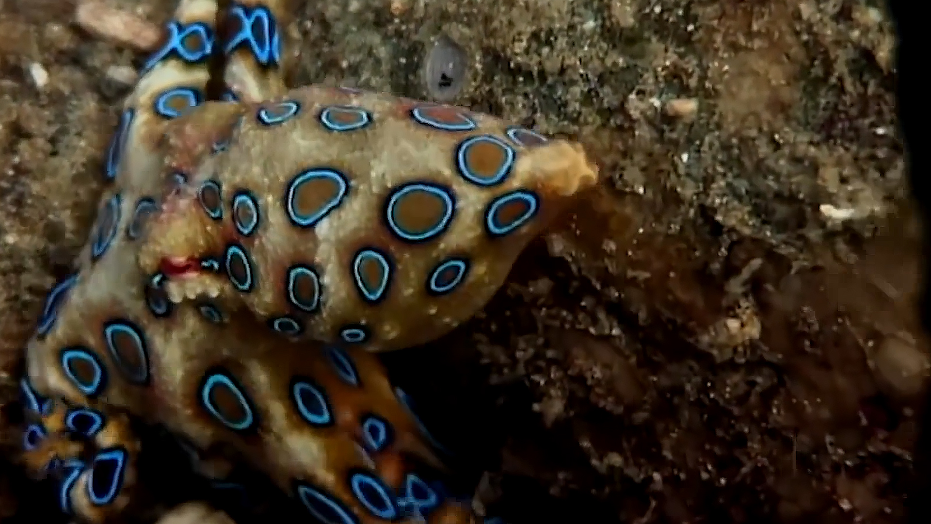 How powerful is the blue-ringed octopus?More poisonous than king cobras ...