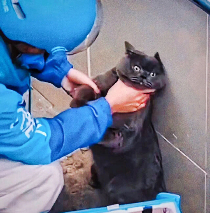 The cat was arrested for stealing takeaway, and a fierce conflict broke ...