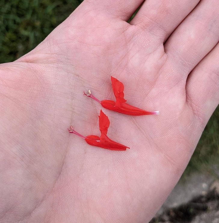 15 photos of objects cleverly disguised as something else - iMedia