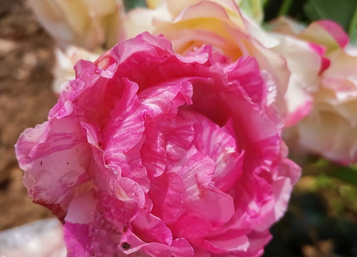 There are many varieties of Eve roses, these 5 are good-looking and ...