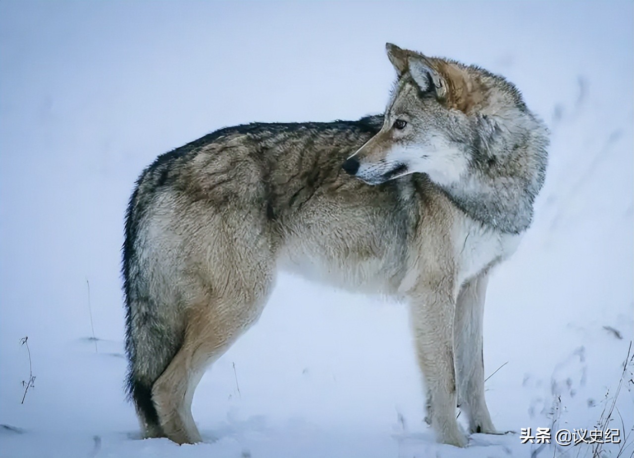 The frontier warriors saved a litter of wolf cubs. The wolves repaid ...