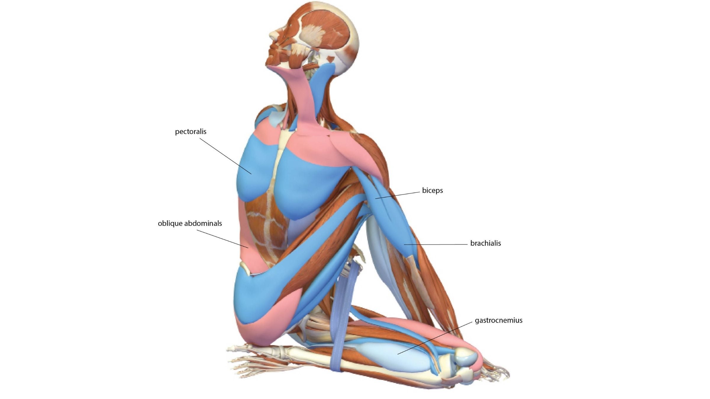 Asana Essay: Half Spinal Twist Pose - iNEWS