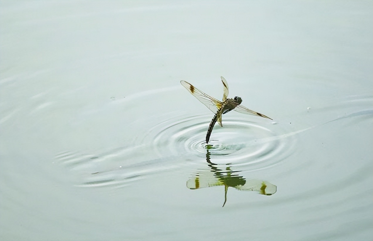 Water Hyde: Ferocious Predator, Alien Prototype, Dragonfly Larvae - iNEWS