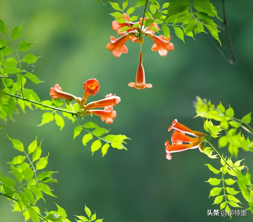 Are the flowers "tasteless"?Learn 5 photography methods to make your ...